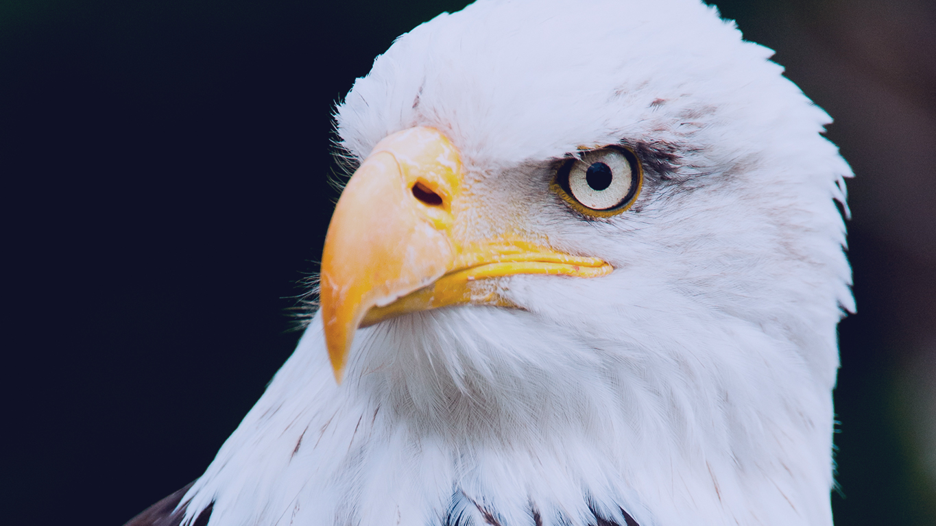 Qual é o Milhar da Águia que mais sai no Jogo do Bicho?