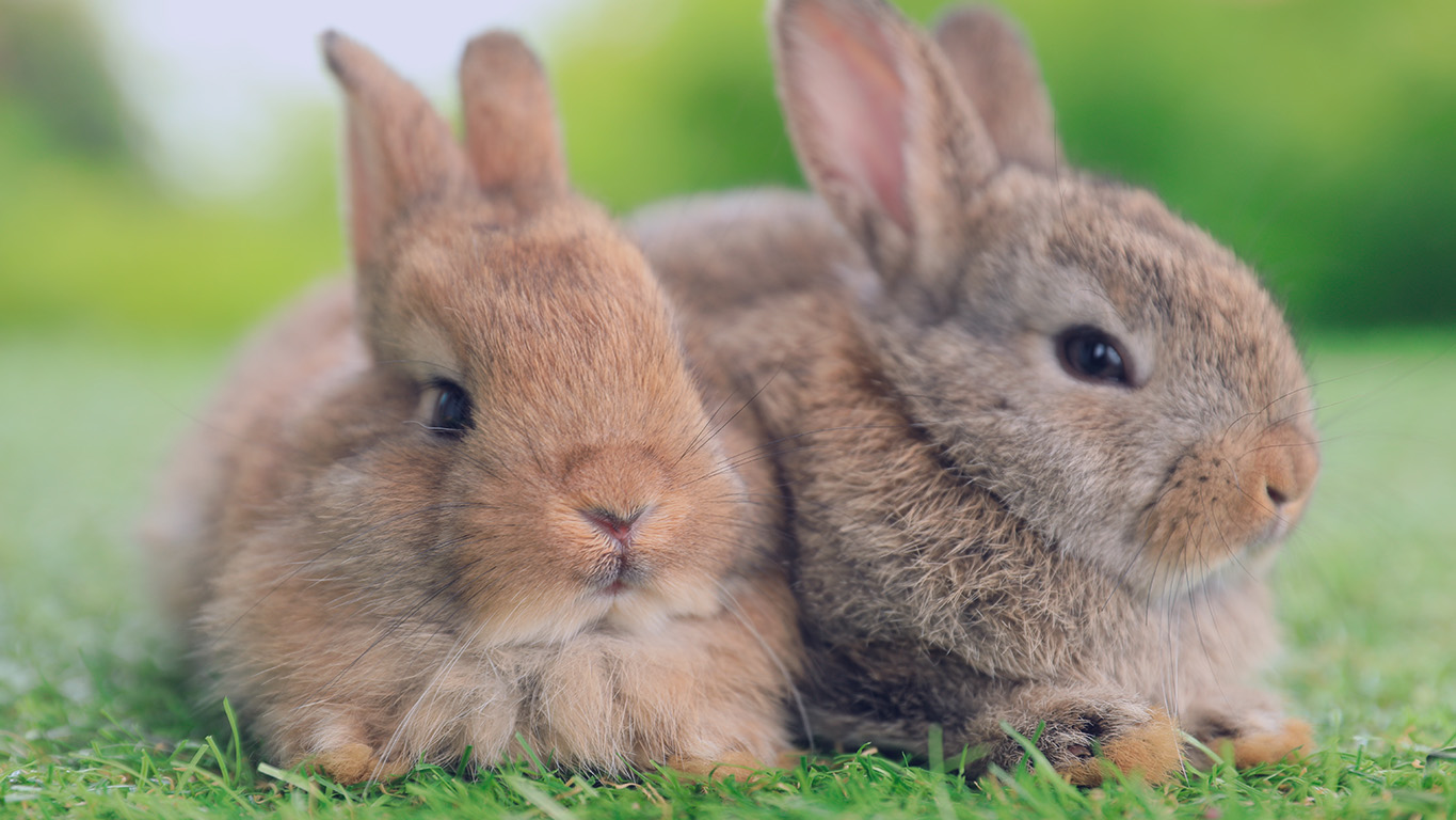 Qual é o Milhar do Coelho que mais sai no Jogo do Bicho?